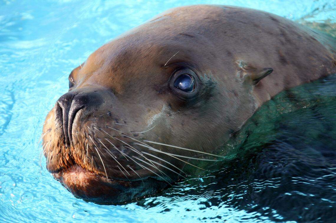 Steller Sea Lion Chonkers At Pier 39 Is An Online Sensation Everything
