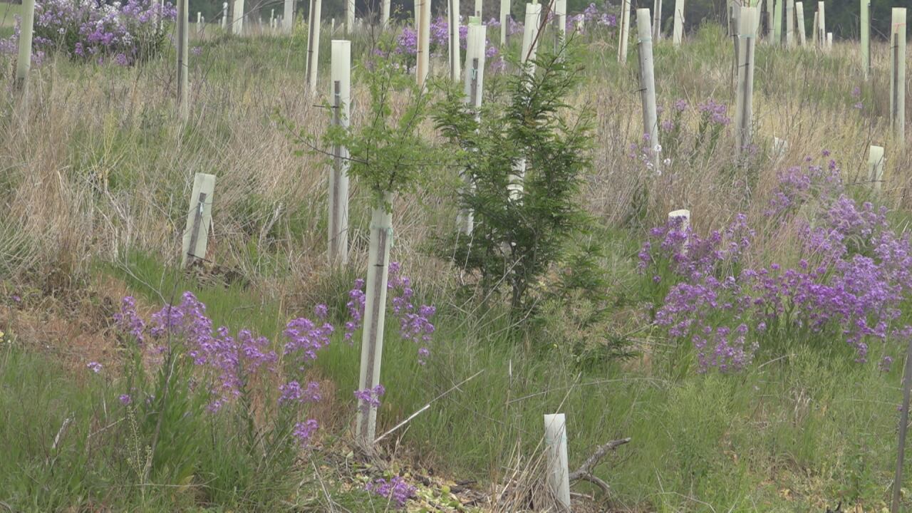 City of Harrisonburg moves forward with reforestation project to ...