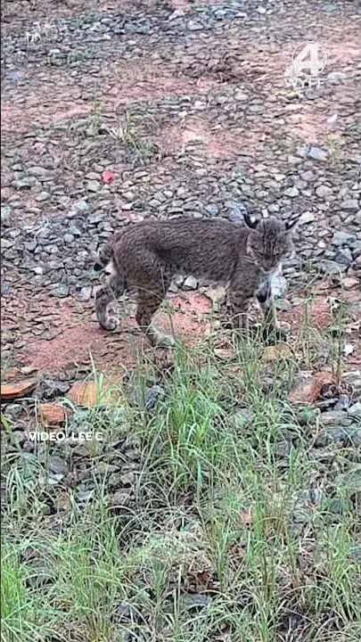 Bobcat in north Greenville County, South Carolina