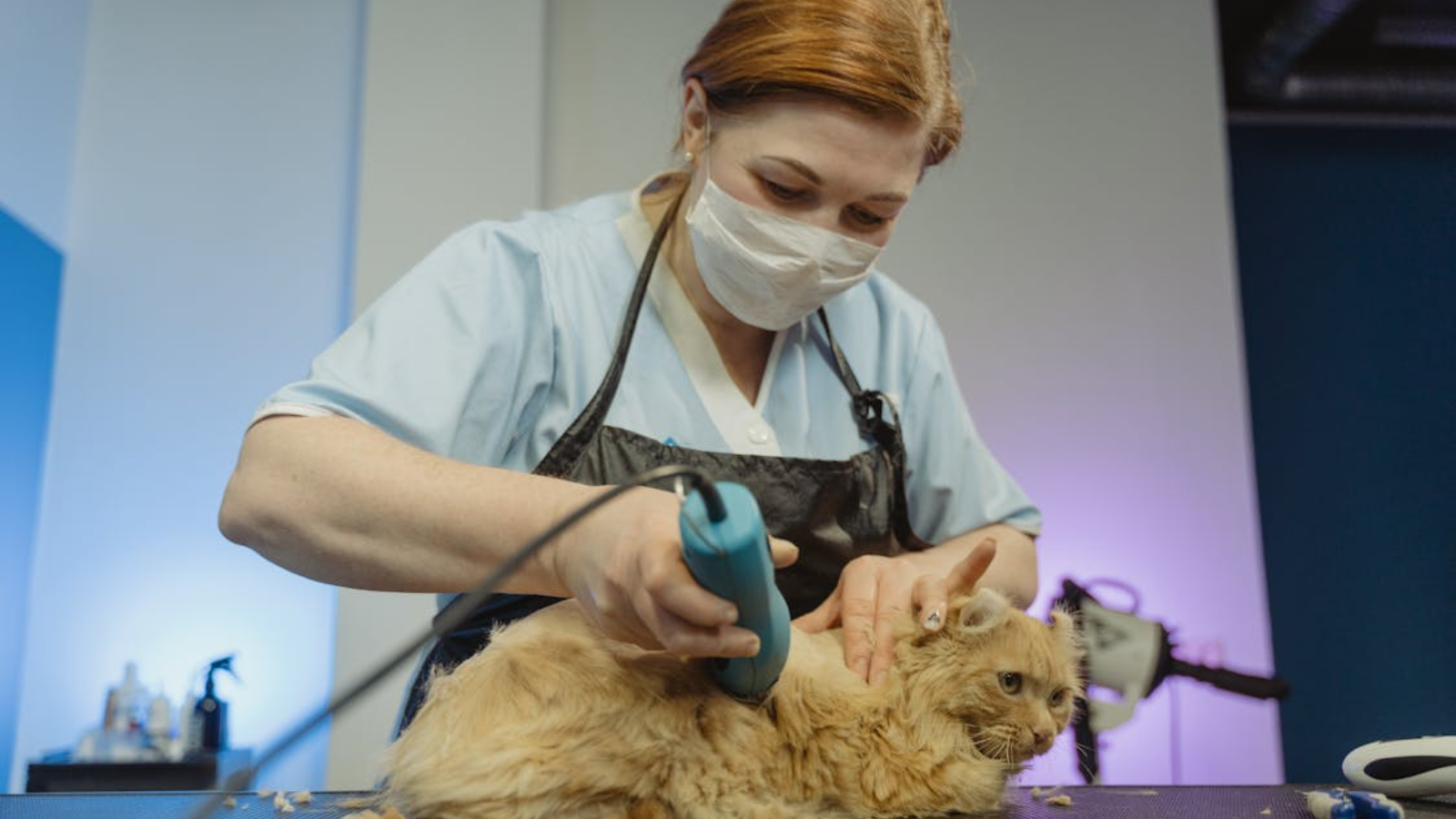 अमेरिका में वेटरनरी डॉक्टर कैसे बनते हैं, कौन सी डिग्री लेनी होगी ...