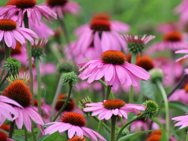 Go native plant sale to be held at Middletown Grange