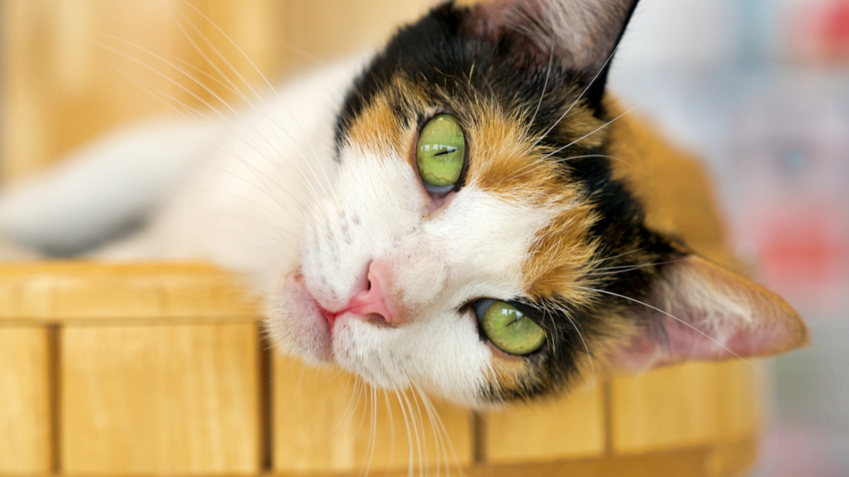 You can make a cat puzzle feeder with just a cardboard box and string