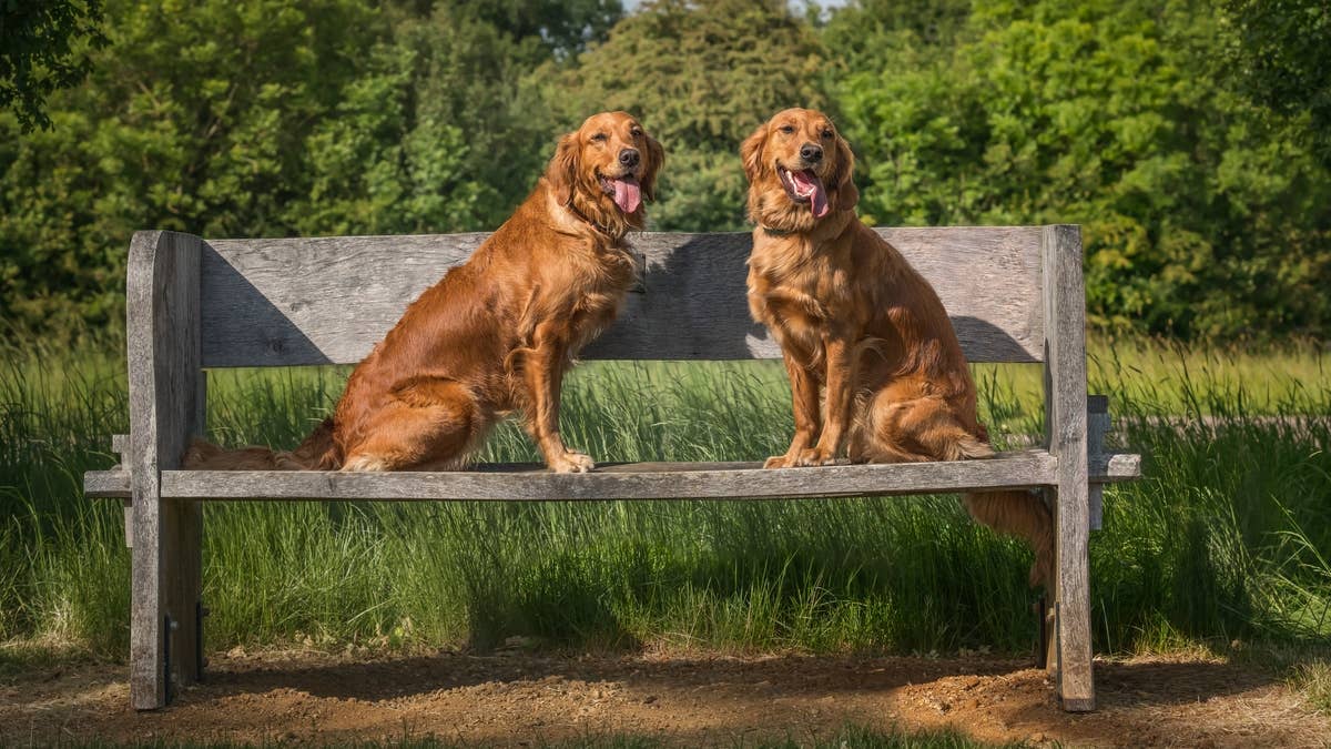 A golden retriever just reunited with her long-lost bestie and their ...