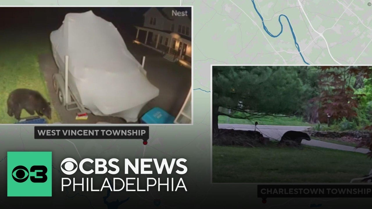 Black bear still on the run in Chester County