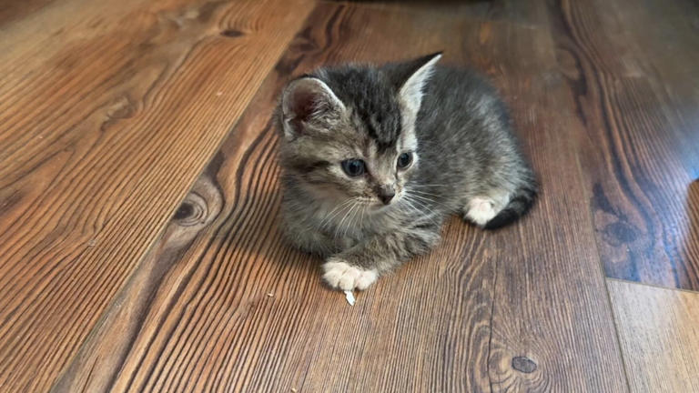 Finding solutions: Kitten season overwhelms local rescue with dozens of ...