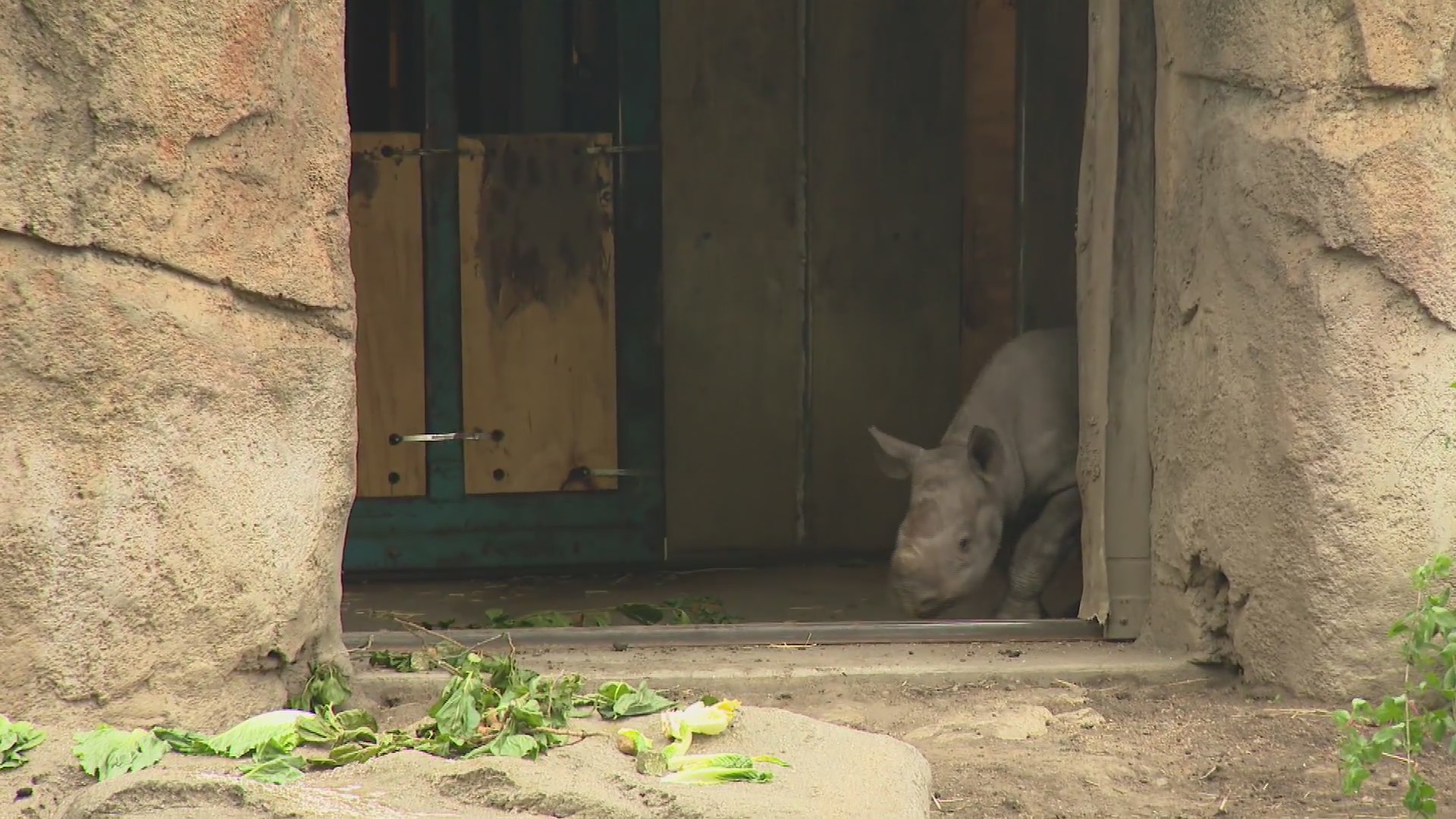 New baby rhino 'Hazina' makes cautious debut at Lincoln Park Zoo
