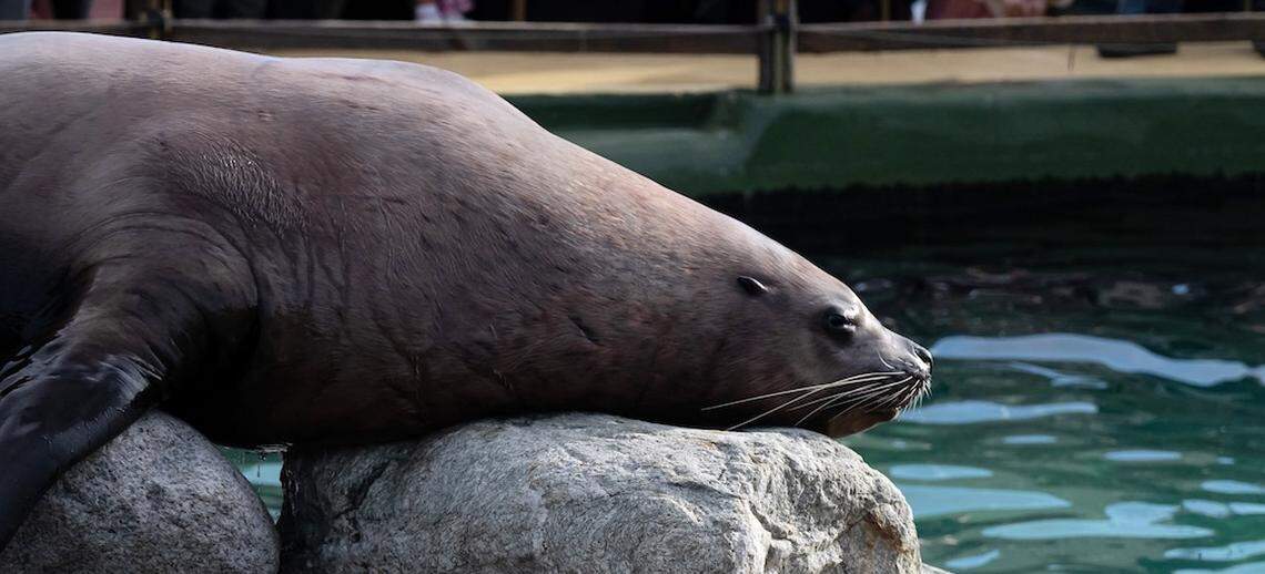 Meet Chonkers, the 2,000-pound Steller sea lion who's become San ...