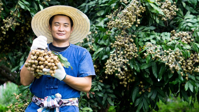 What you need to know about the tropical longan fruit