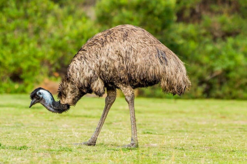 Emu on the loose attacks dog walker and other great animal escapes
