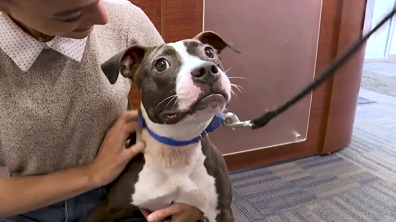 Pets on set: Boston Nico