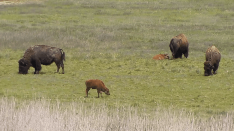 Who let the ‘red dogs’ out? Baby bison are taking over Antelope Island ...