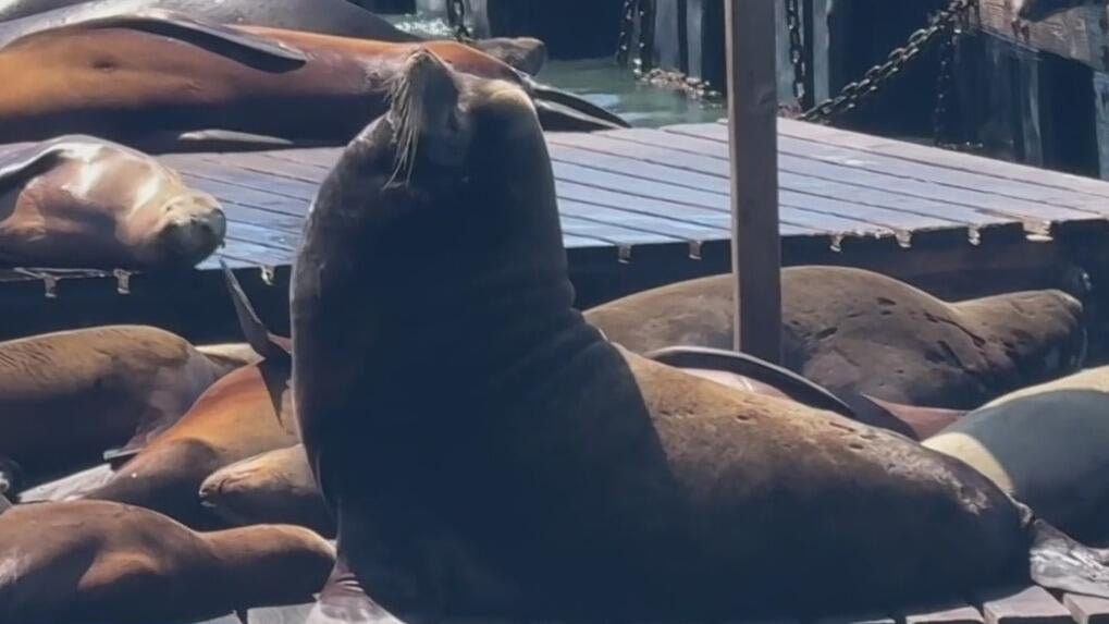 Chonkers The Massive Sea Lion Becomes Star At San Franciscos Pier 39