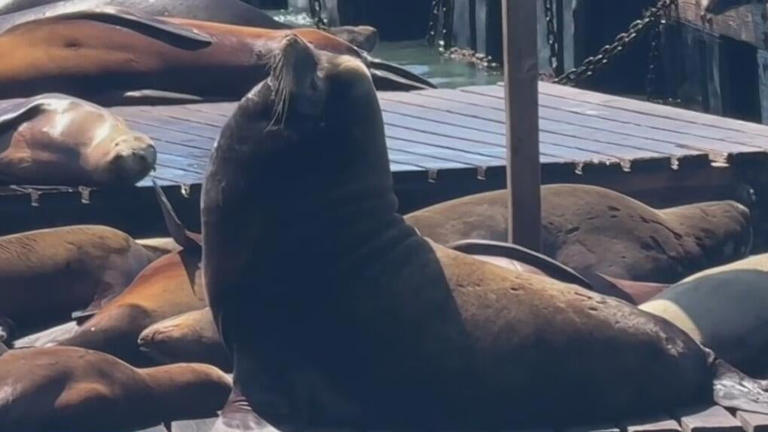 Chonkers the massive sea lion becomes star at San Francisco's Pier 39