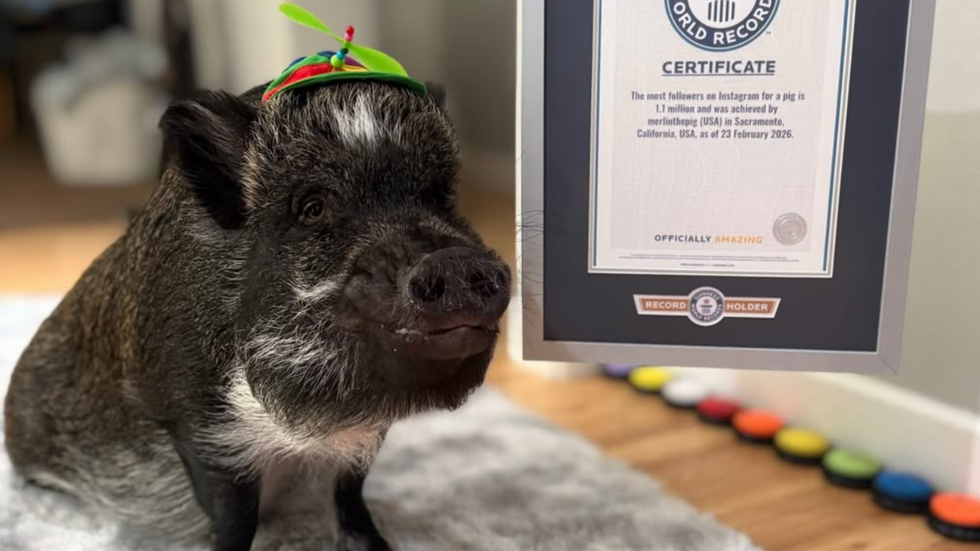 Guinness World Record pig Merlin claps back at SNL after "pork chop" joke