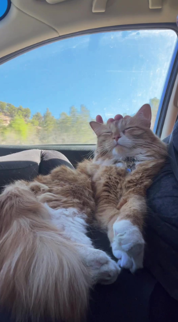 This adventure cat is back with another outdoor escape