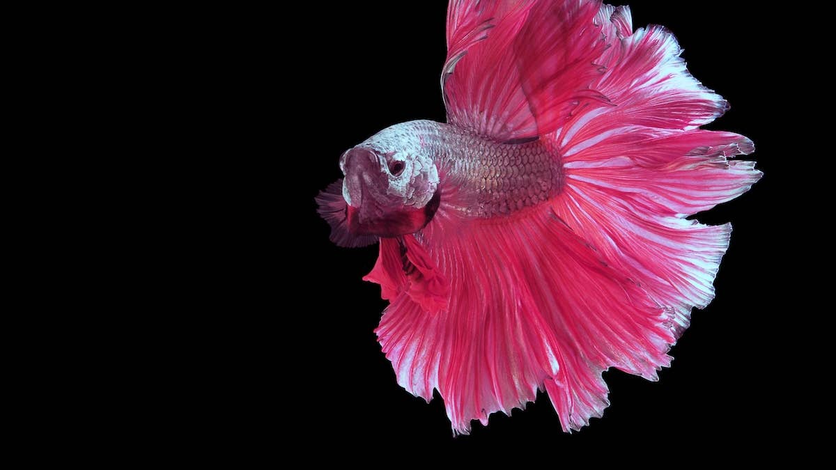 Stunning pink orchid betta fish has everyone saying he’s just a girl