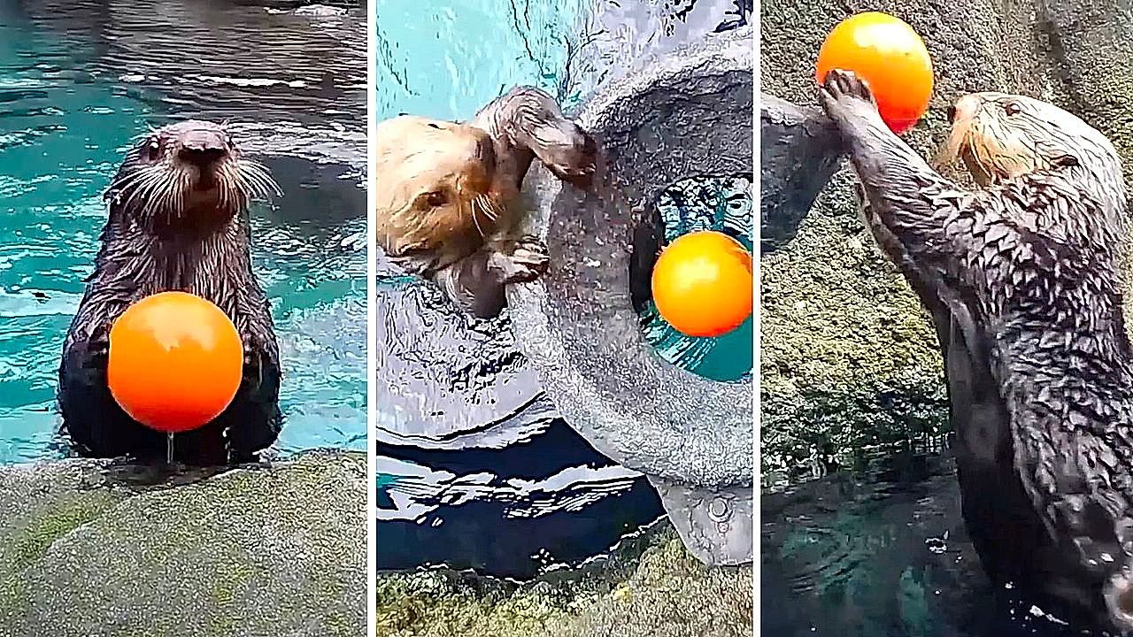 Sea otters show off basketball skills at Oregon Zoo