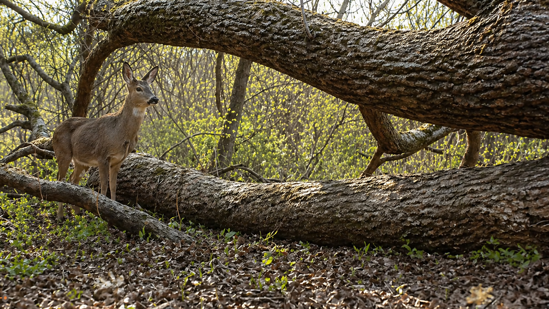 Hidden camera reveals a deer exploring a fallen tree passage