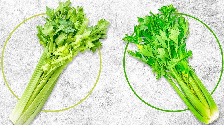 Western celery vs Chinese celery: What's the difference?