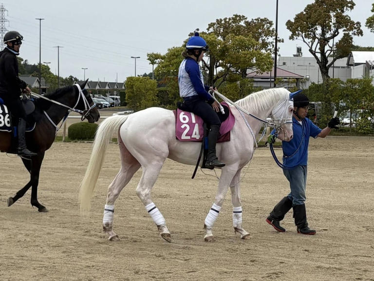 白毛馬ジャジャミンが9日京都4Rでいよいよデビューへ 今村聖奈騎手「テンションが鍵」