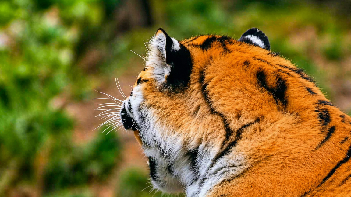 Primo piano di una tigre selvatica con dettagli del pelo