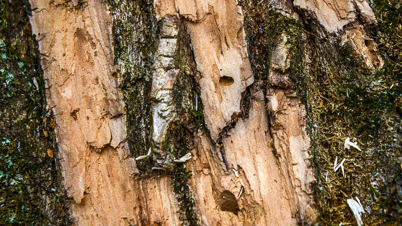 Emerald ash borer found in Todd County: Emergency quarantine limits ...