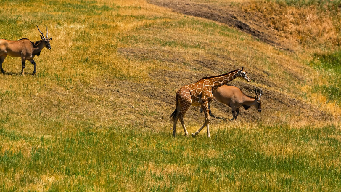 Scena di fauna africana con giraffa e antilopi al pascolo