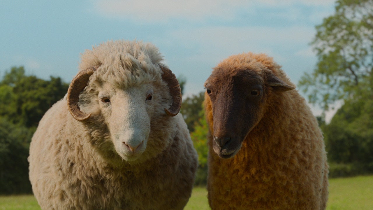 The sheep detectives - official 'Crossing the Road' clip