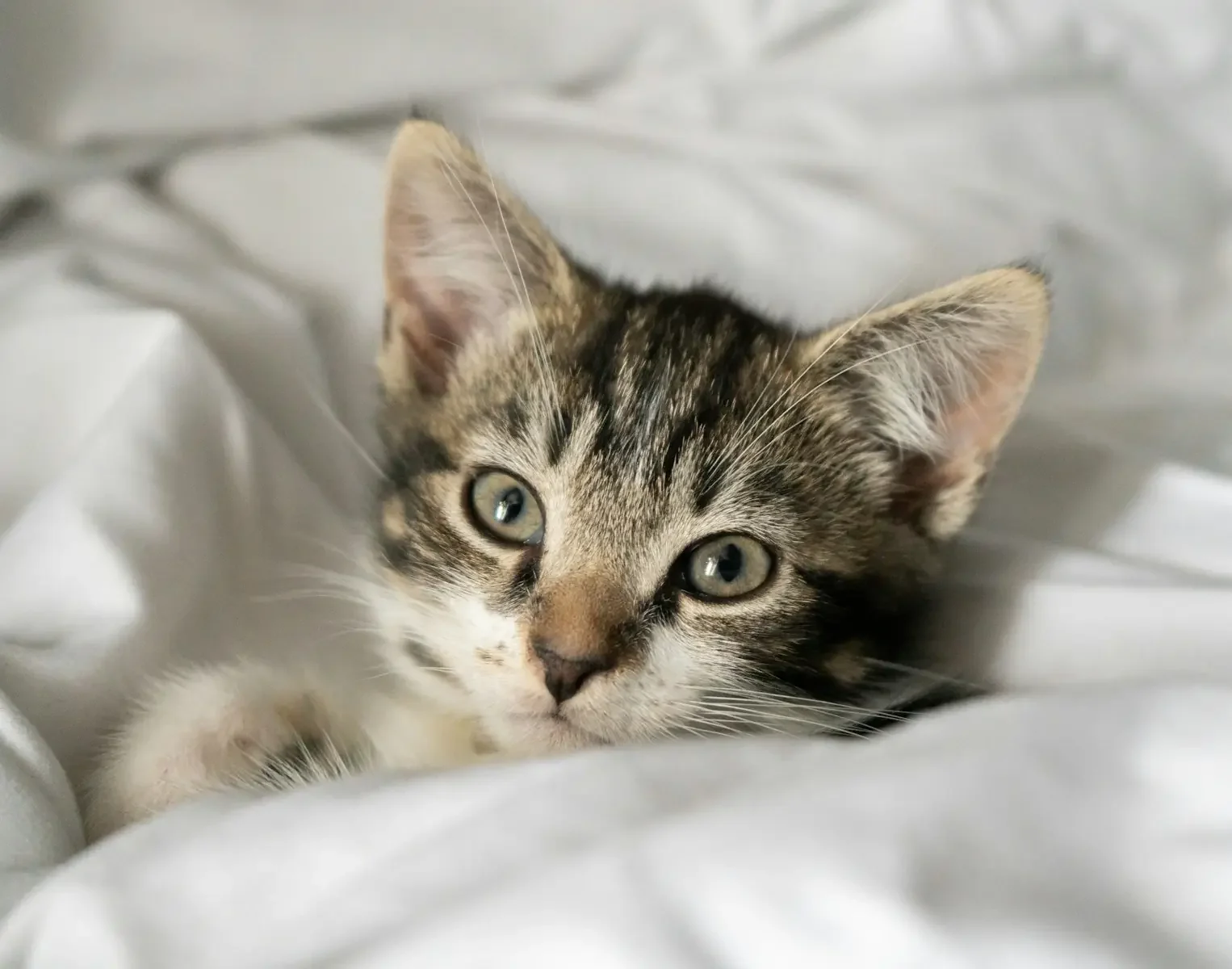 Seu gato só dorme com você? Veterinário revela o verdadeiro motivo ...