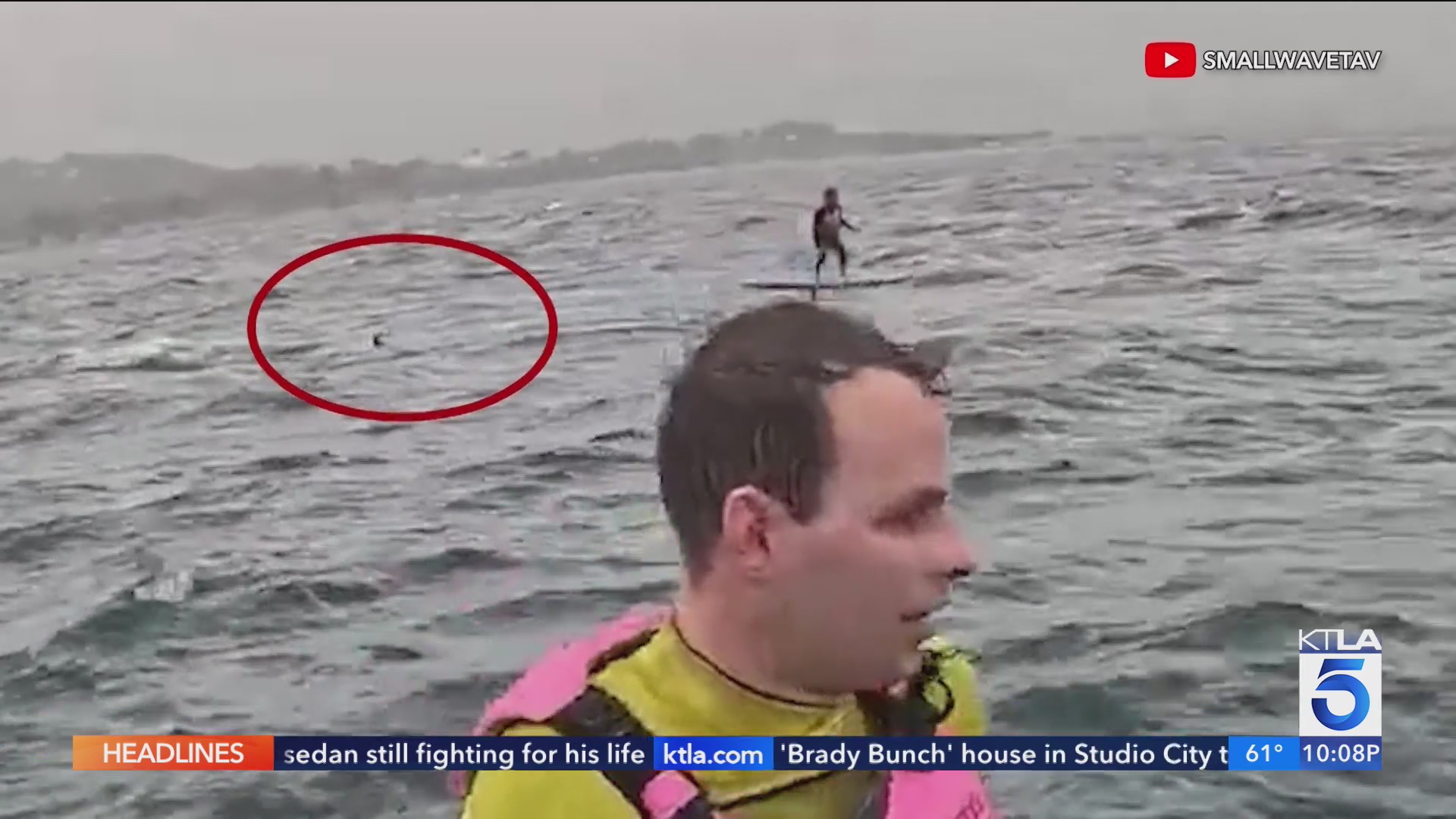 Santa Barbara County shark encounter