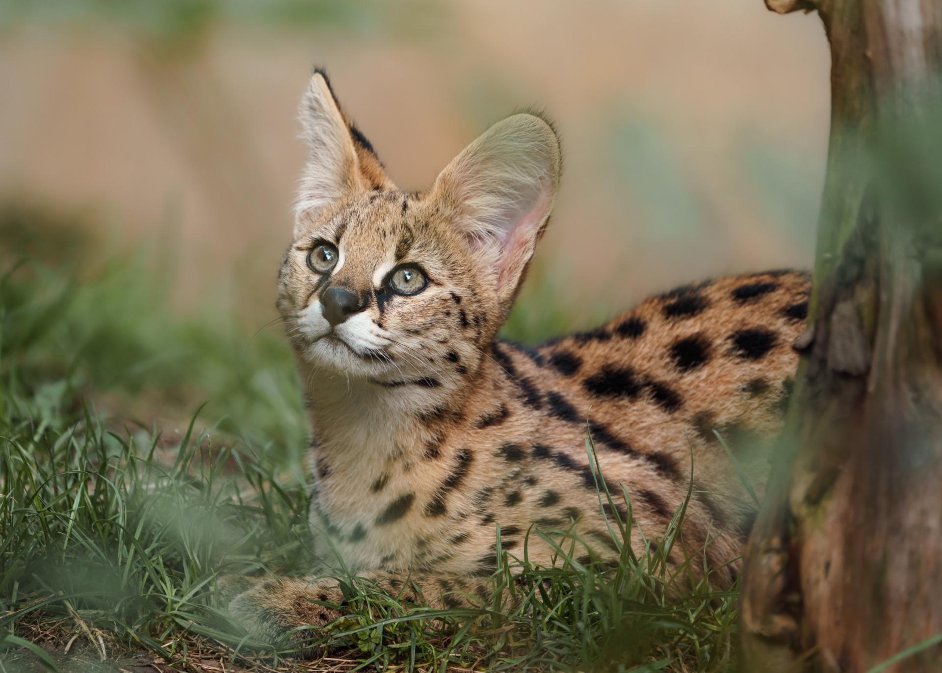 Diese Wildtiere sind wirklich keine geeigneten Haustiere
