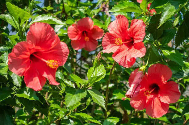 Is hibiscus good for hair growth or just a myth?