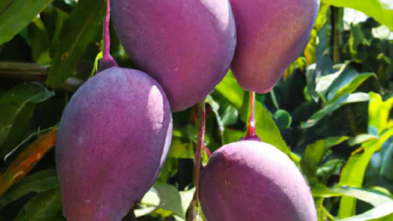 The rare Miyazaki mango worth more than gold: How a Bihar farmer ...
