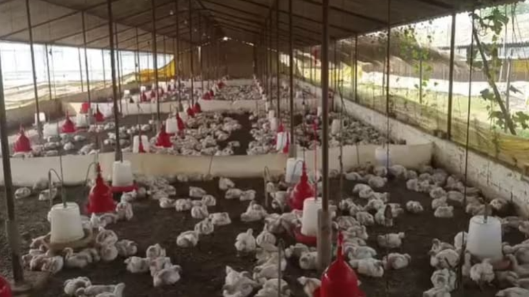 Loud DJ music kills 140 chickens in UP's Sultanpur; case filed against ...