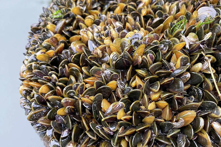 Central Valley county declares emergency over 'out of control' invasive ...