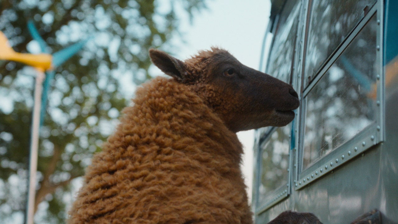 The sheep detectives - official 'I see everything' clip
