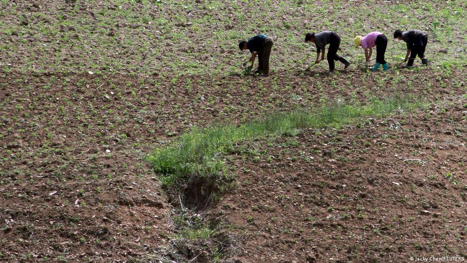 North Korea faces food shortages as drought threatens crops