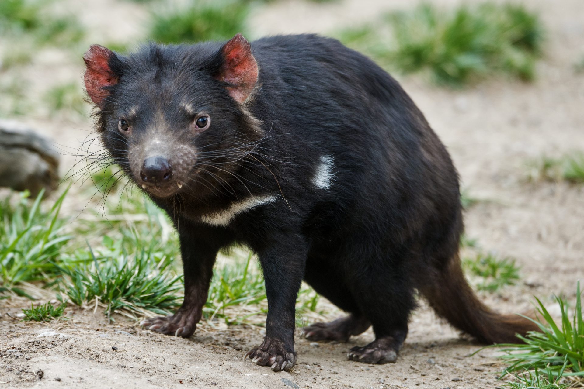These strange Australian animals seem straight out of science fiction