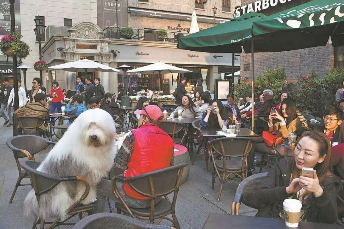 Shanghai’s pet-friendly policies put back on leash