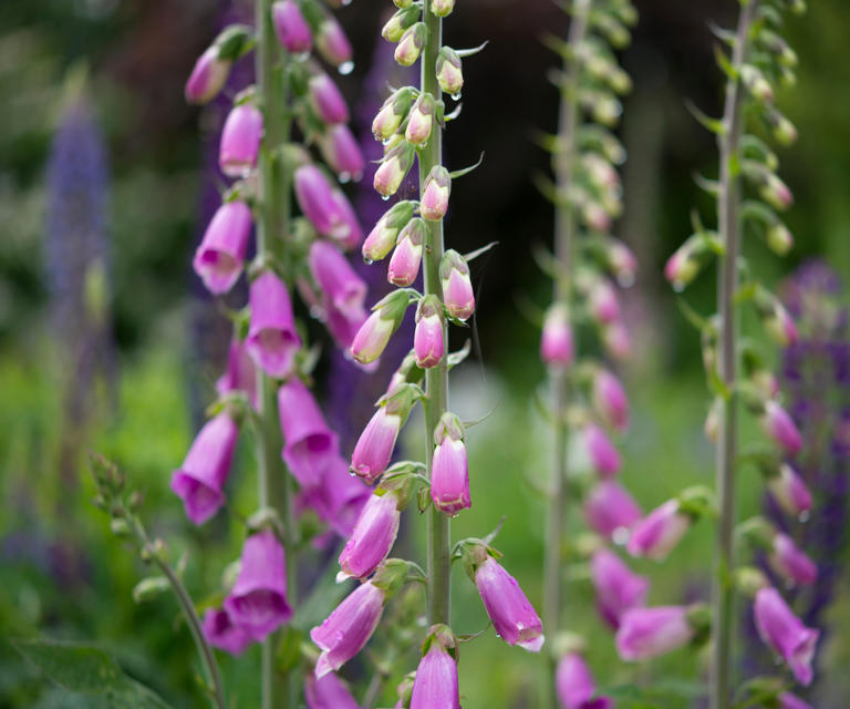 How to harness a cottage garden mood in containers, and give your tiny ...