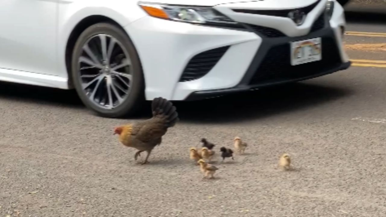 Mama chicken's fowl attempt at crossing the road with her babies is ...