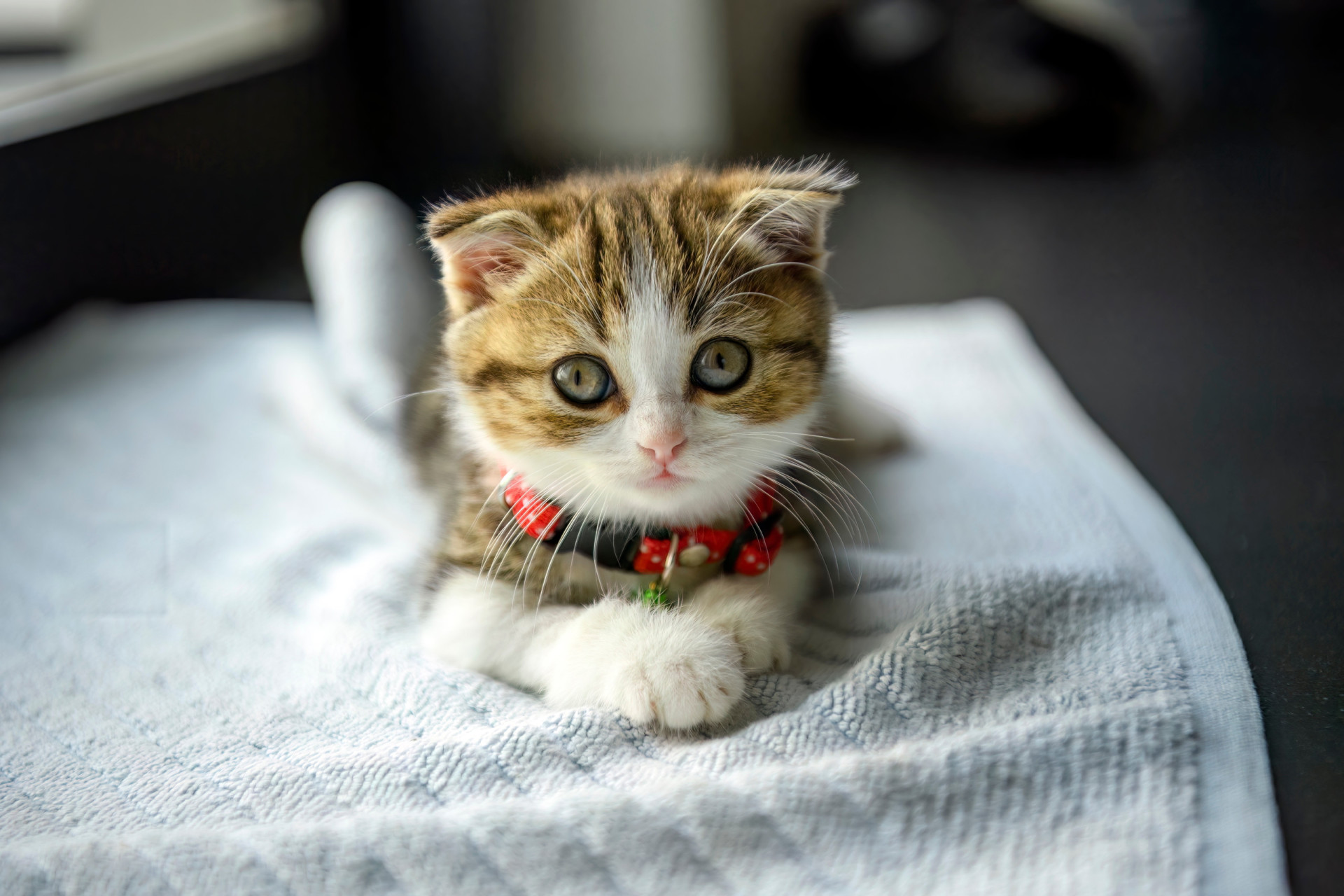 Die flauschigen Gründe für eine Katze aus dem Tierheim