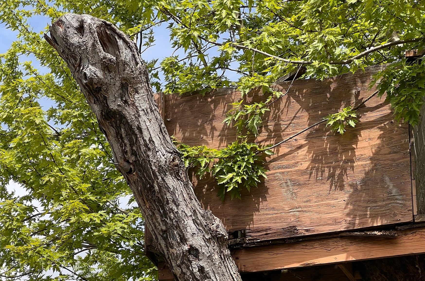 Οπτική ψευδαίσθηση: Μόνο αν είσαι ο Σέρλοκ Χολμς θα βρεις τoν ...