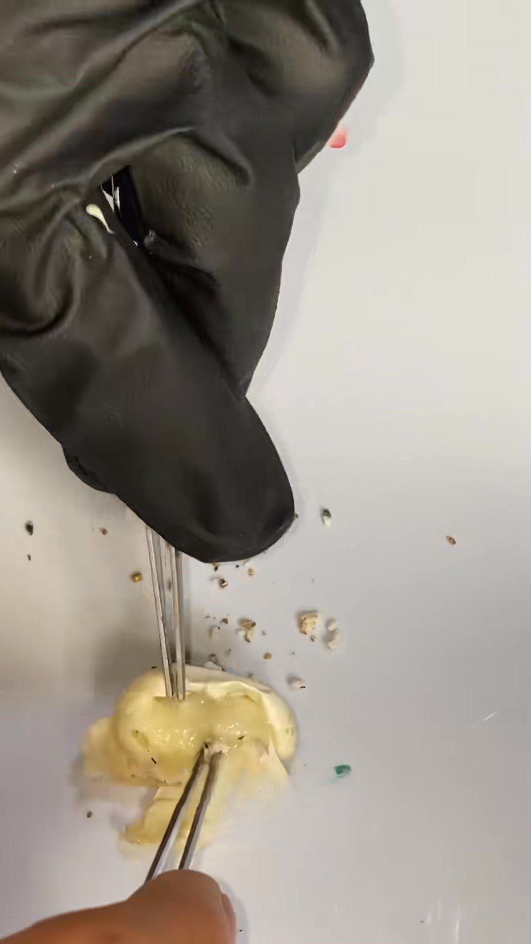 Opening a tricolor hognose egg