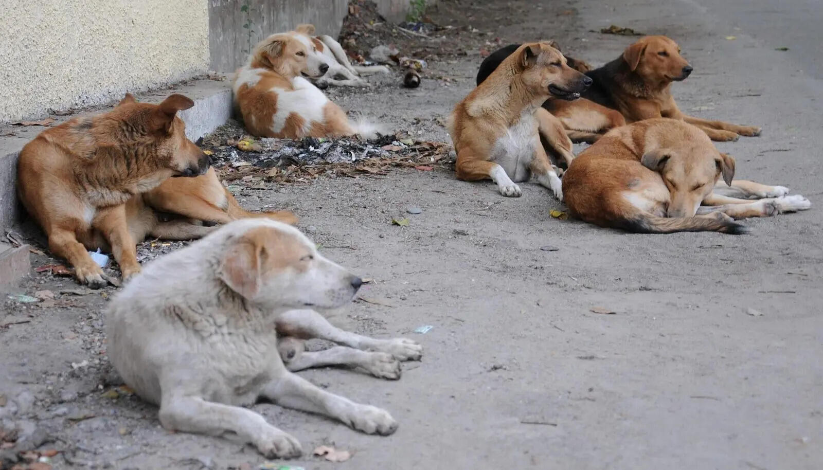 कुत्ते के साथ गंदा काम करने पर कानून ने लगाया सिर्फ 50 रुपये का ...