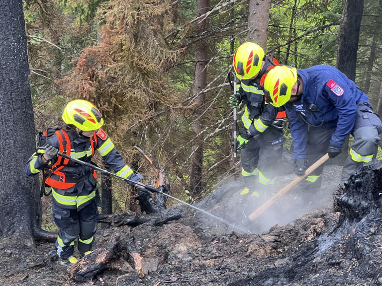WWF fordert Schwammwald-Paket gegen Trockenheit