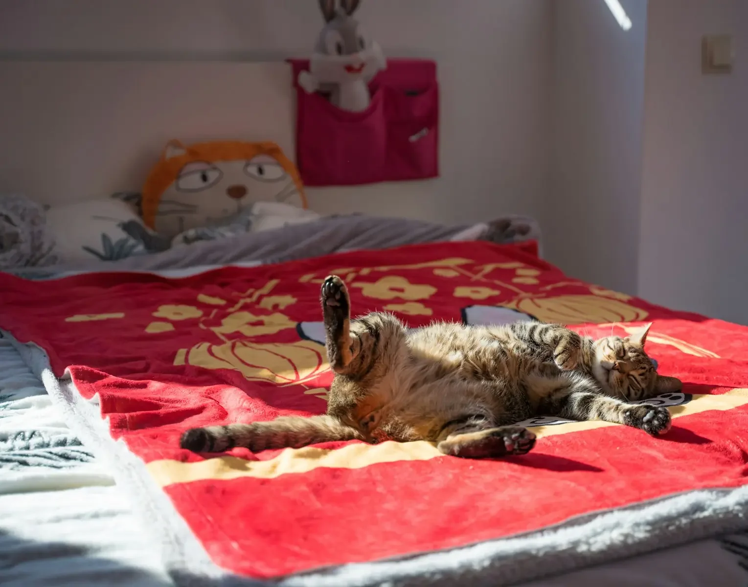 Seu gato só dorme com você? Veterinário revela o verdadeiro motivo ...