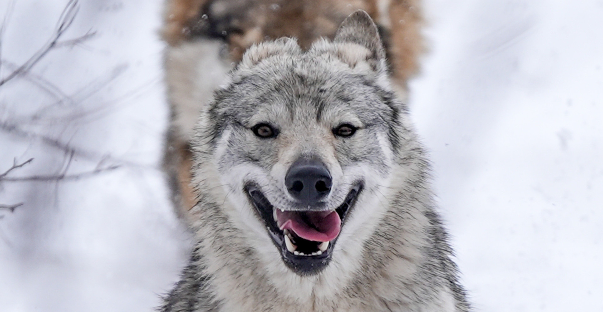 Der Wolf: Eines der am meisten missverstandenen Tiere