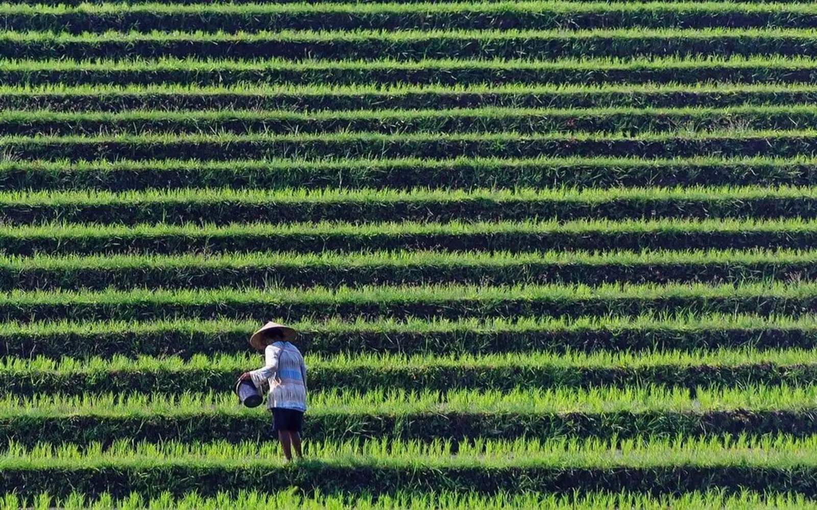 Asian rice prices surge 20% in May as war and weather threaten output