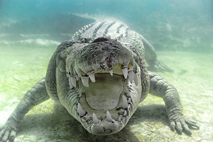 9 animals that could take on (and probably kill) a saltwater crocodile ...
